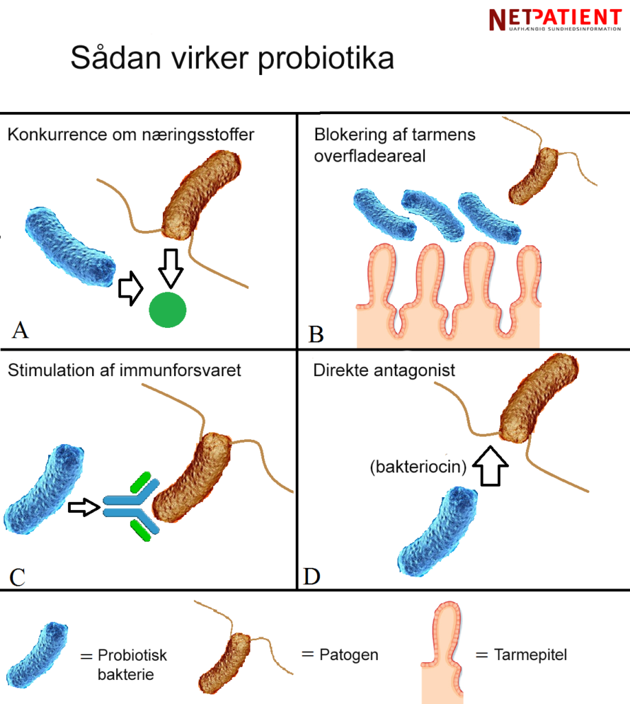 Probiotika - Sådan vælger du det rette probiotiske kosttilskud